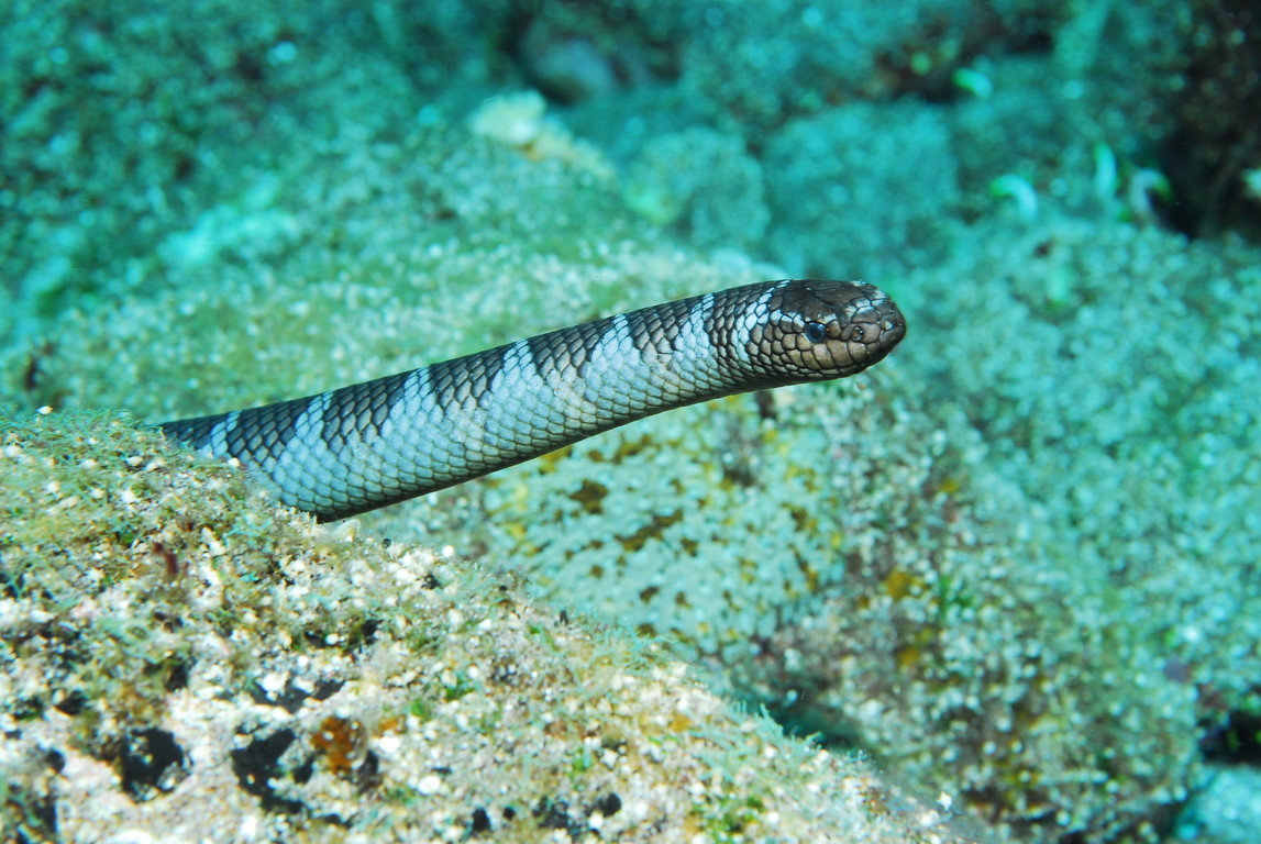 semifasciata :: OceanTag 學習網