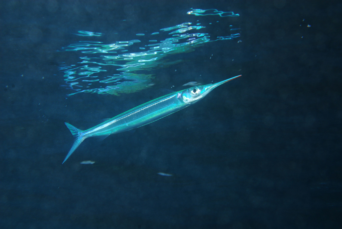 喬氏下鱵 :: OceanTag 學習網