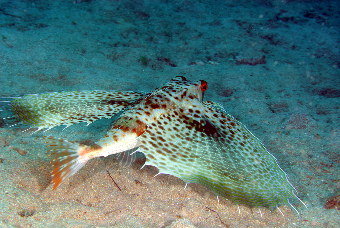 遠東海魴 :: OceanTag 學習網