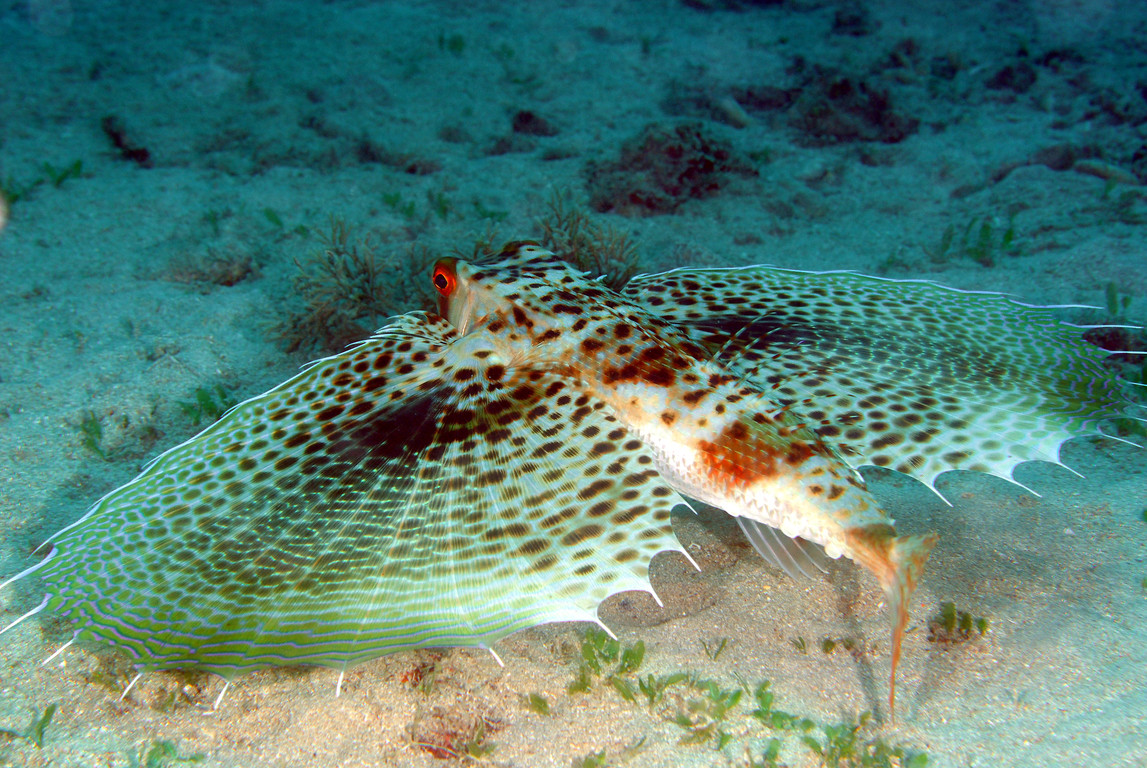 遠東海魴 :: OceanTag 學習網