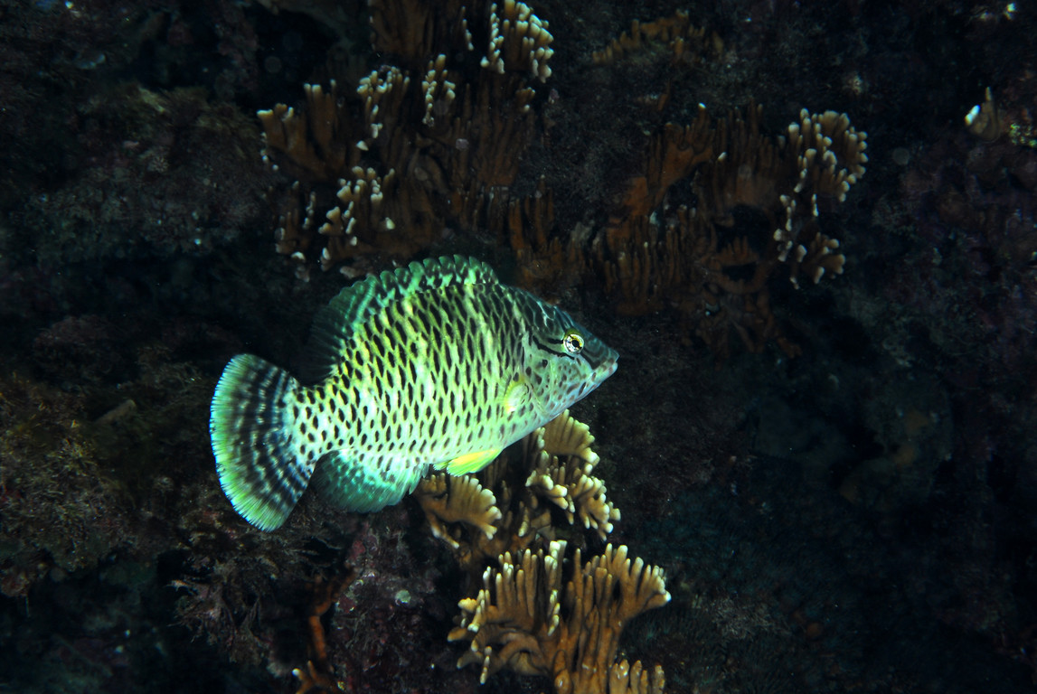 Cheilinus :: OceanTag 學習網