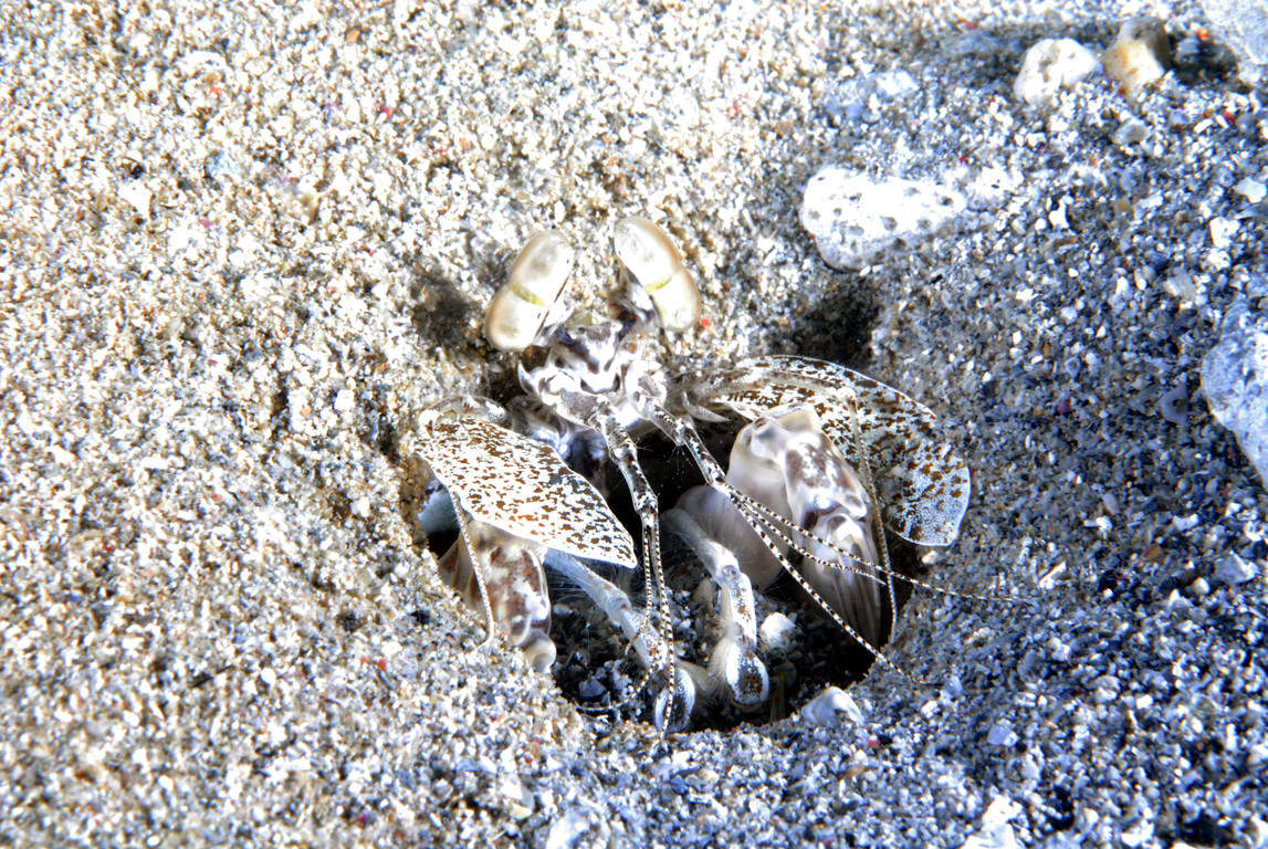 小斑馬峨螺 :: OceanTag 學習網