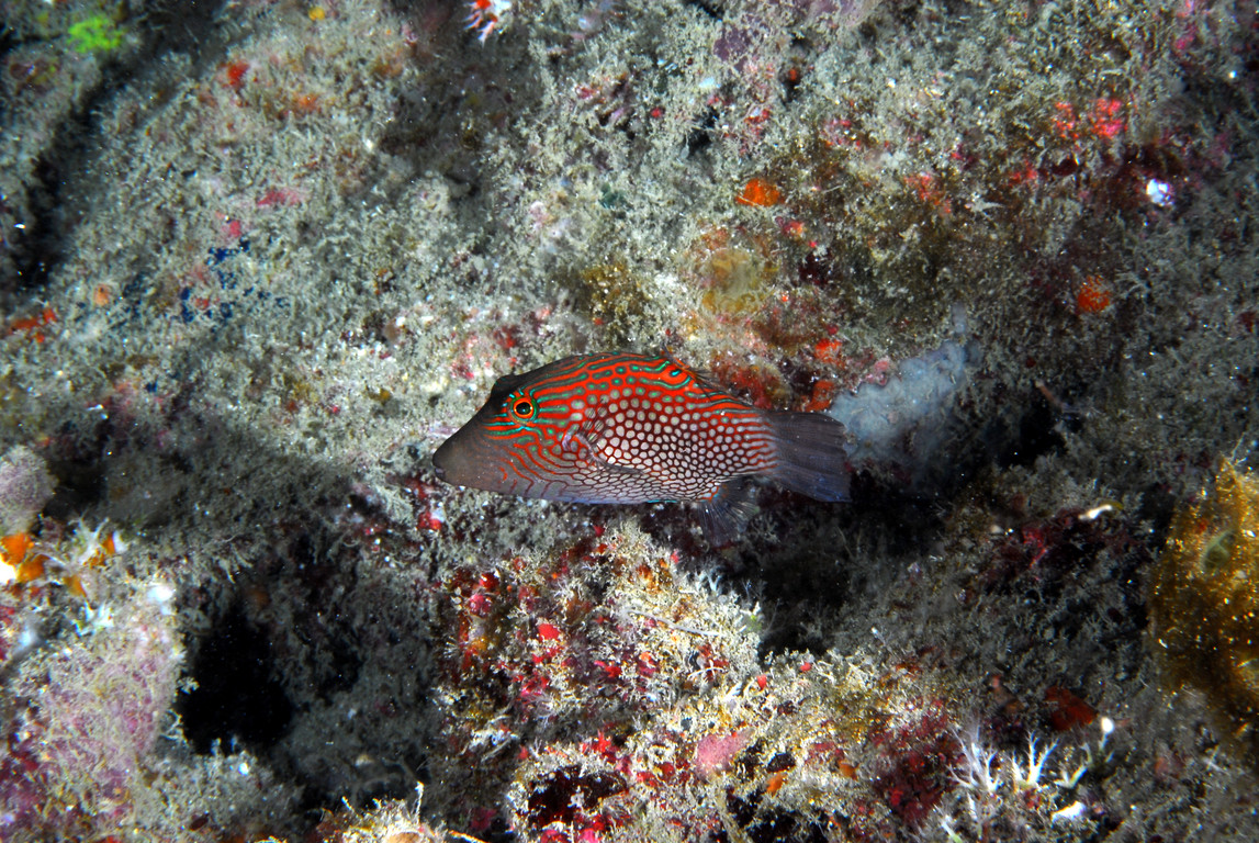 janthinopterus :: OceanTag 學習網