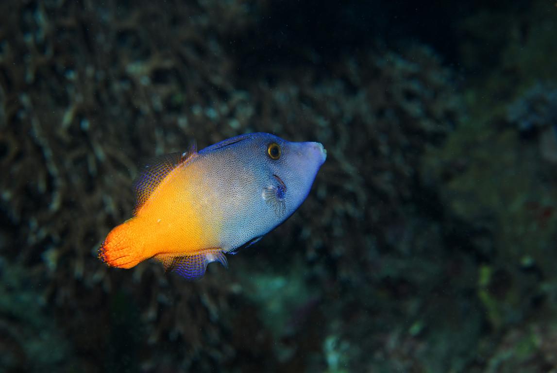 月尾兔頭魨 :: OceanTag 學習網