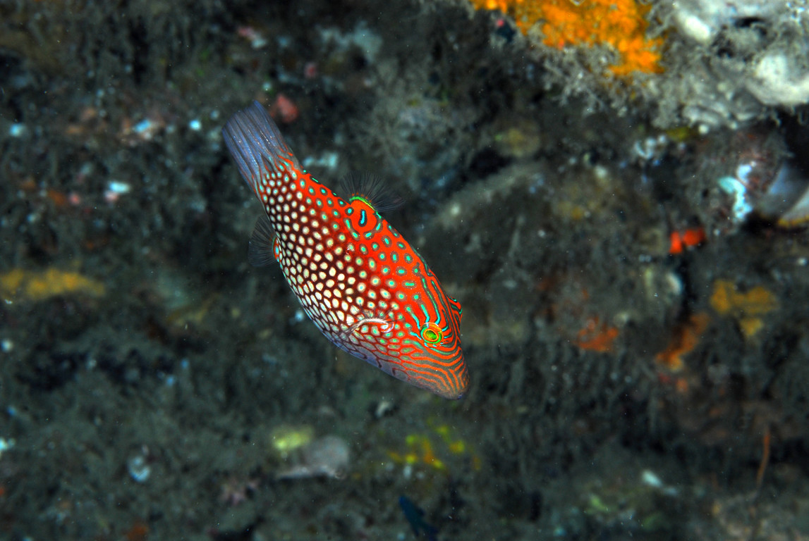 janthinopterus :: OceanTag 學習網