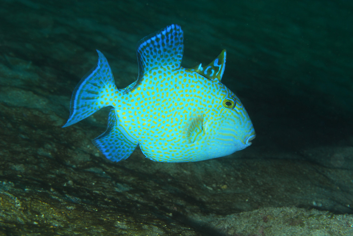 fuscus :: OceanTag 學習網