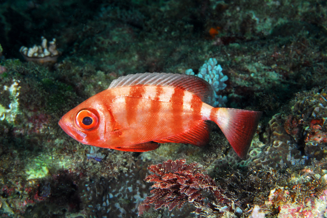 sagittarius :: OceanTag 學習網