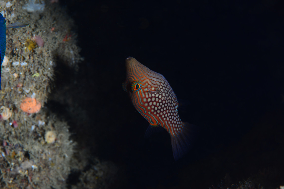 janthinopterus :: OceanTag 學習網