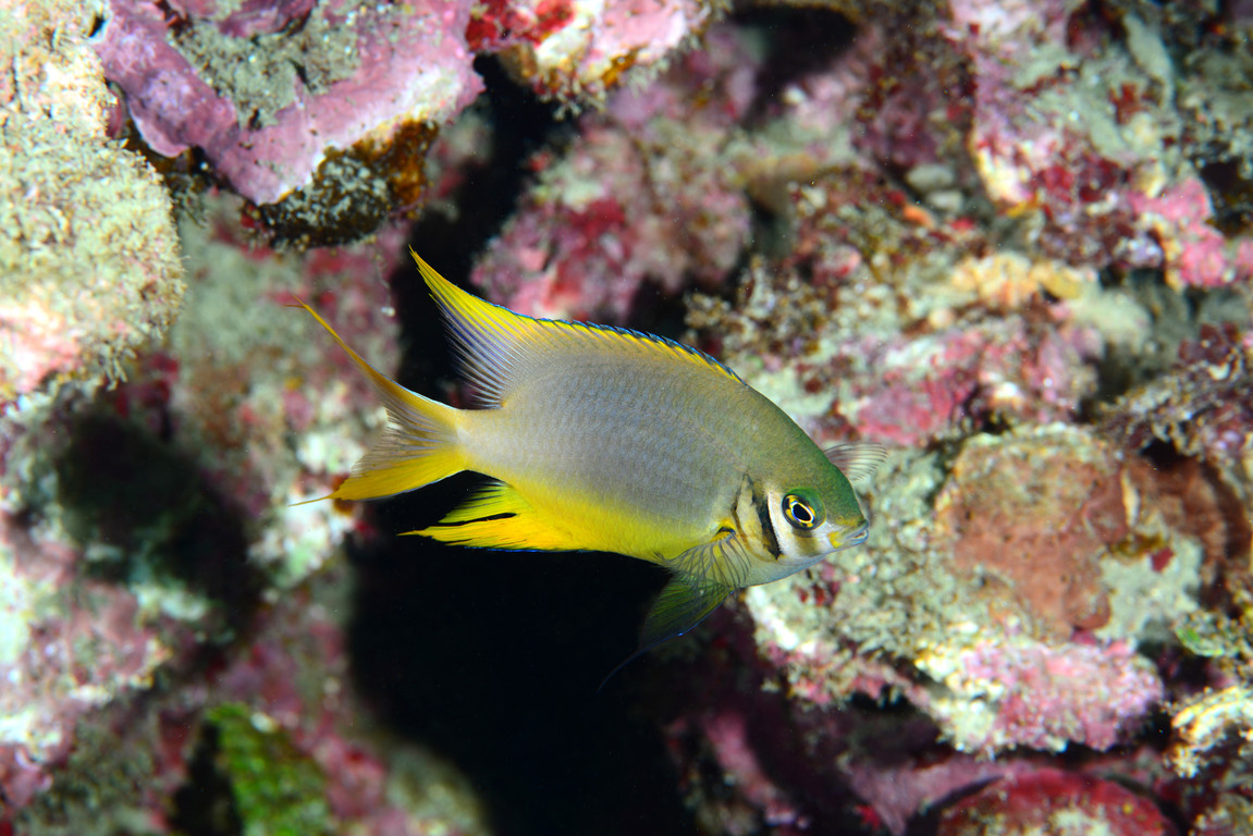 黑褐 :: OceanTag 學習網