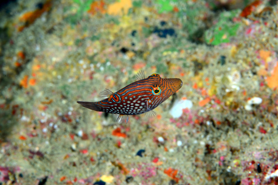 janthinopterus :: OceanTag 學習網