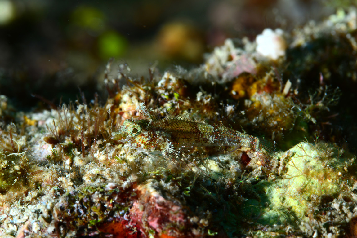 cheni :: OceanTag 學習網