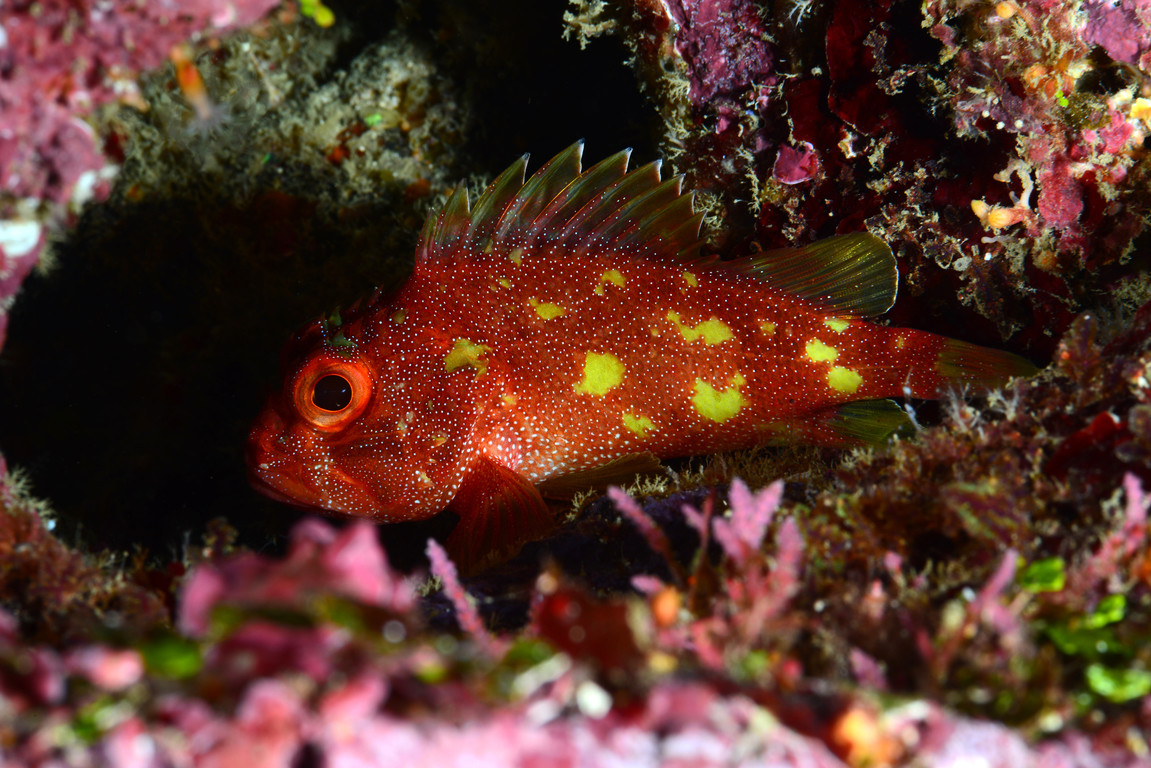 黃斑鱗頭鮋 :: OceanTag 學習網