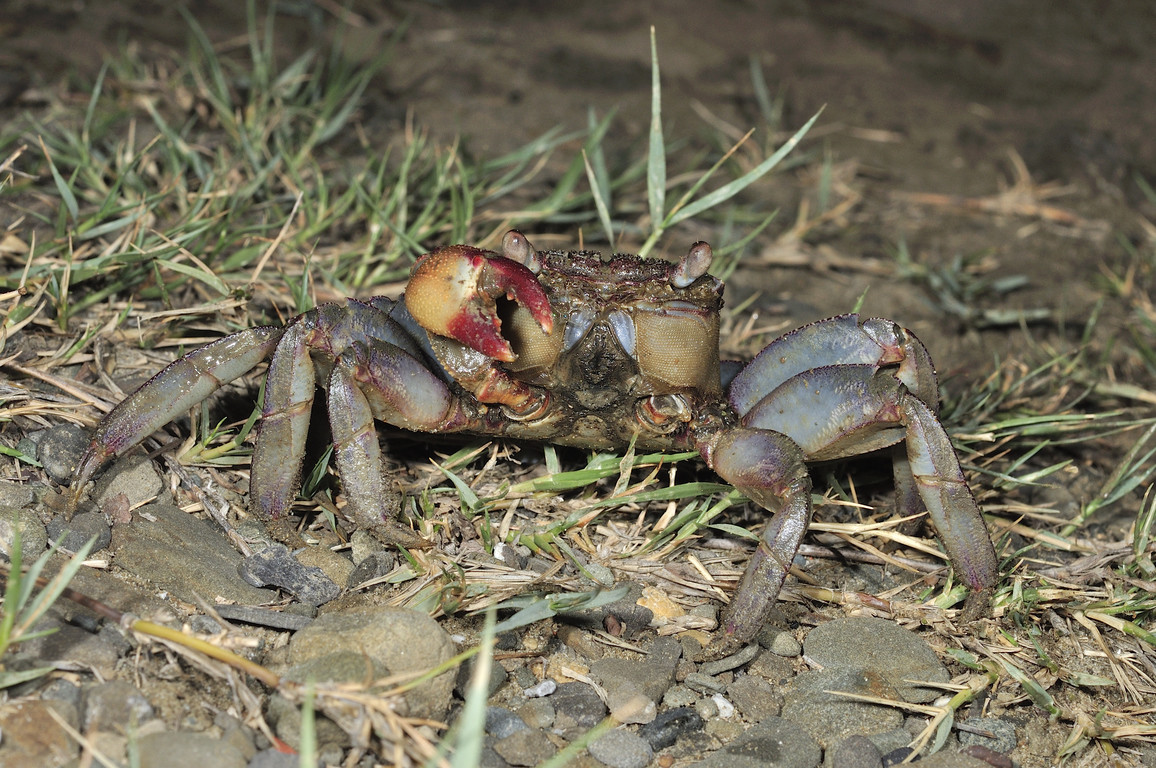 大千手螺 :: OceanTag 學習網