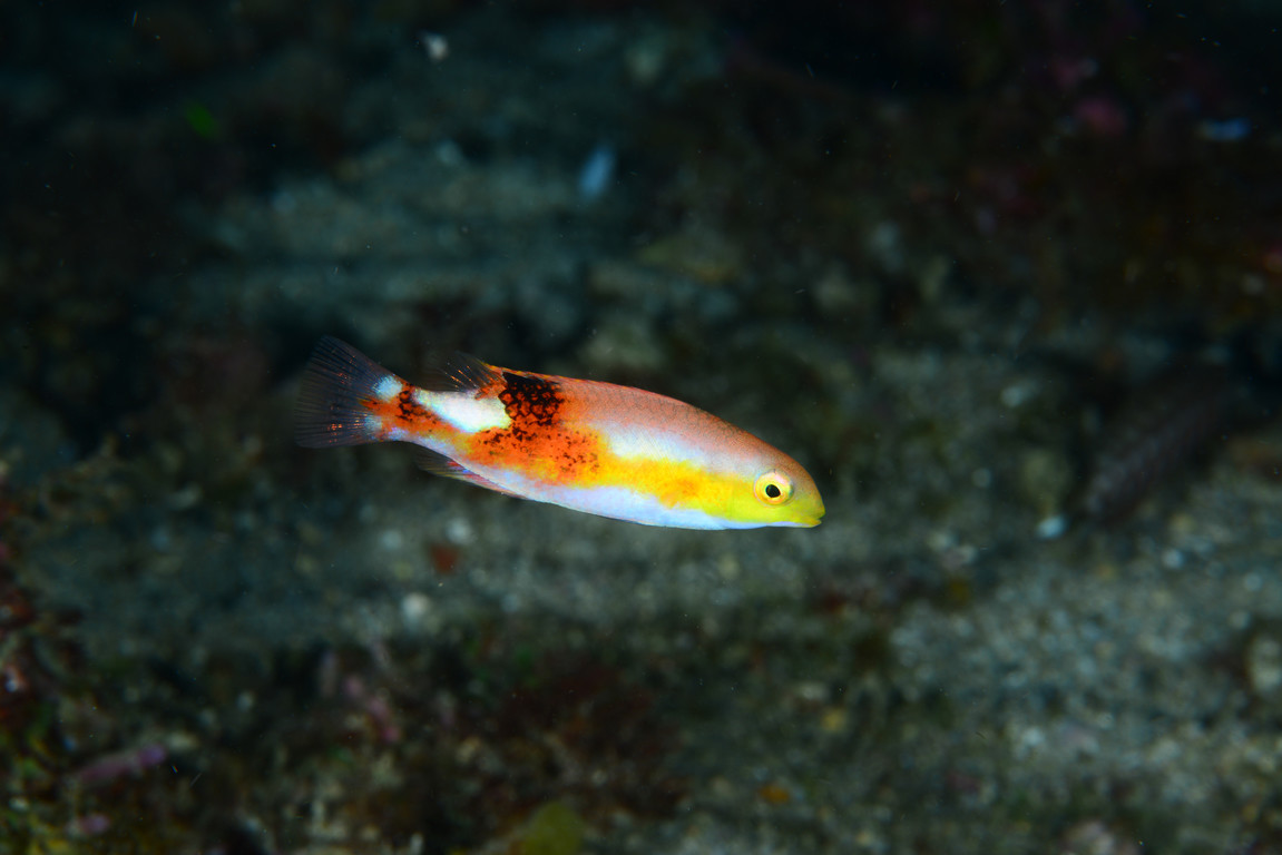 喬氏下鱵 :: OceanTag 學習網