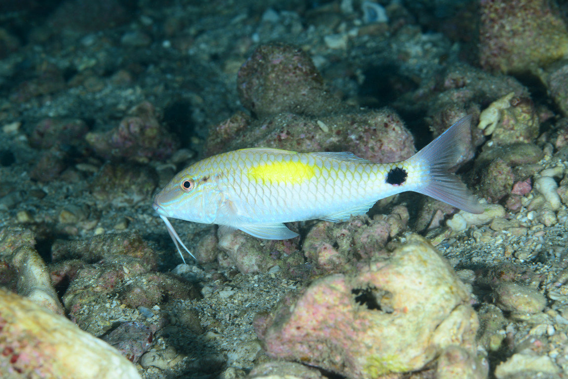 印度太平 :: OceanTag 學習網