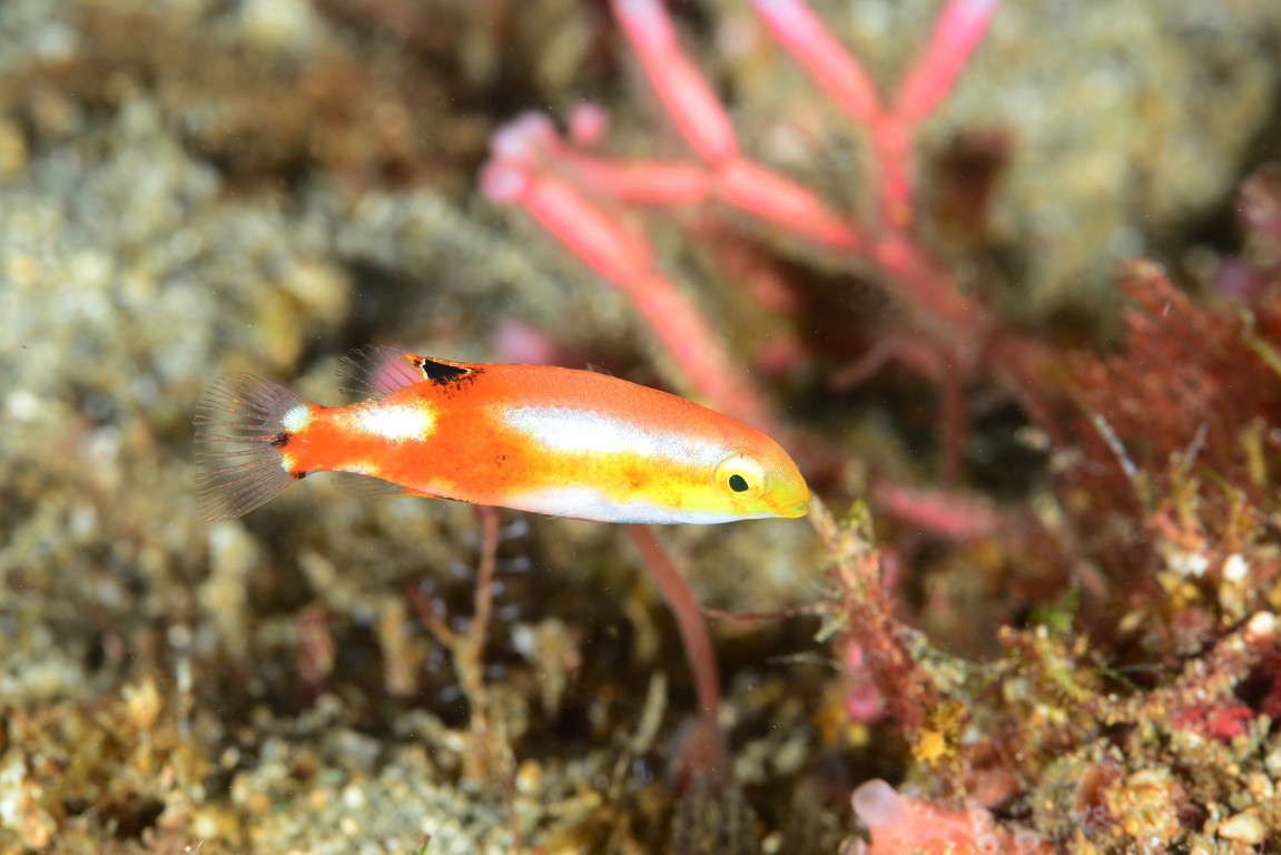 喬氏小鱈 :: OceanTag 學習網