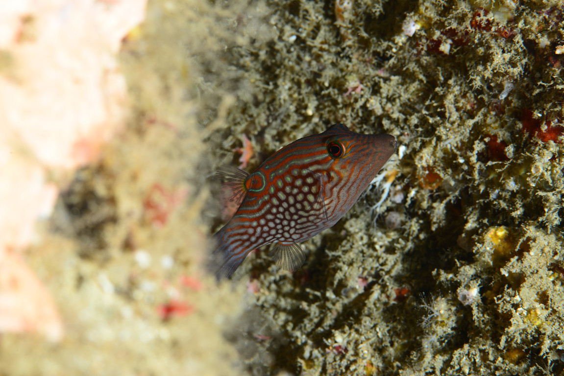 janthinopterus :: OceanTag 學習網