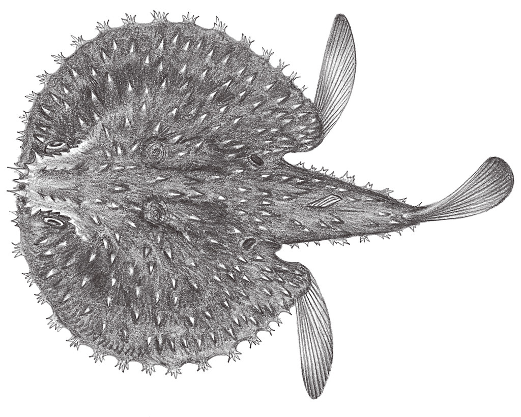 Vahl :: OceanTag 學習網