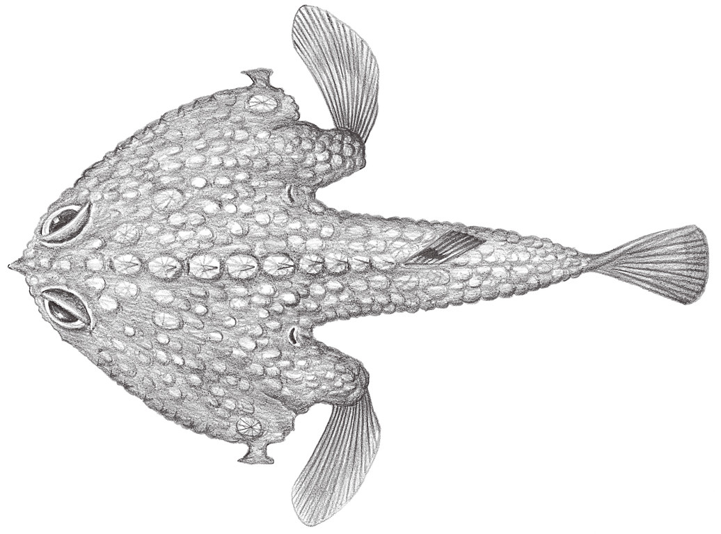 喬氏下鱵 :: OceanTag 學習網