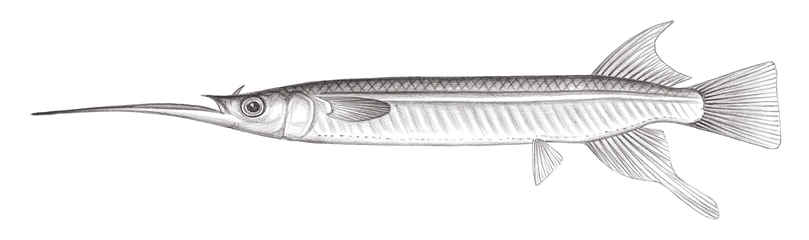 Zenarchopterus :: OceanTag 學習網