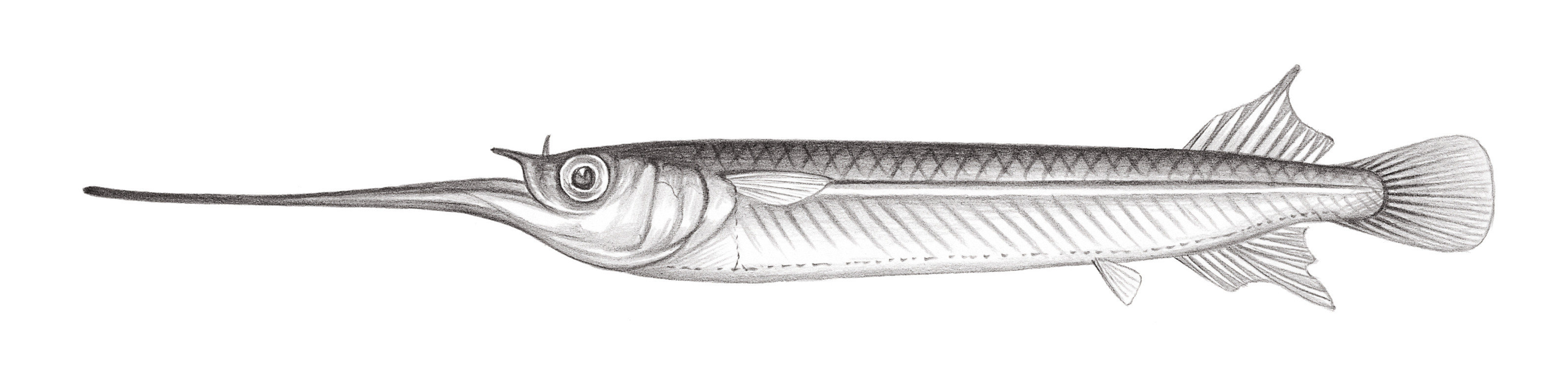 Zenarchopterus :: OceanTag 學習網