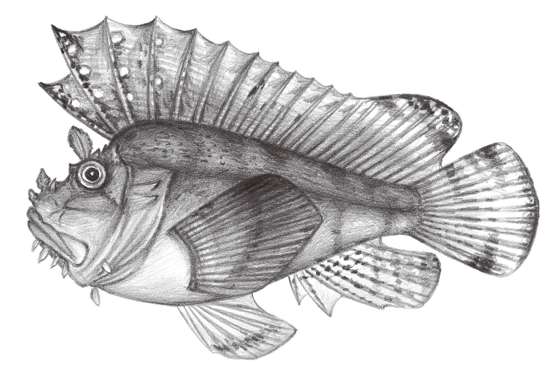 三棘鱟 :: OceanTag 學習網