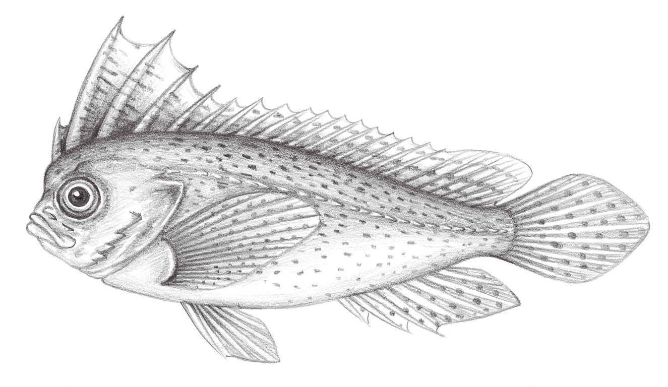 帆鰭鰕虎 :: OceanTag 學習網