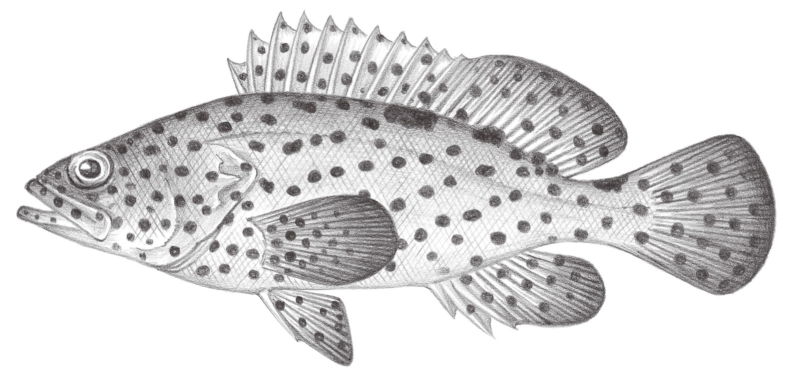 corallicola :: OceanTag 學習網