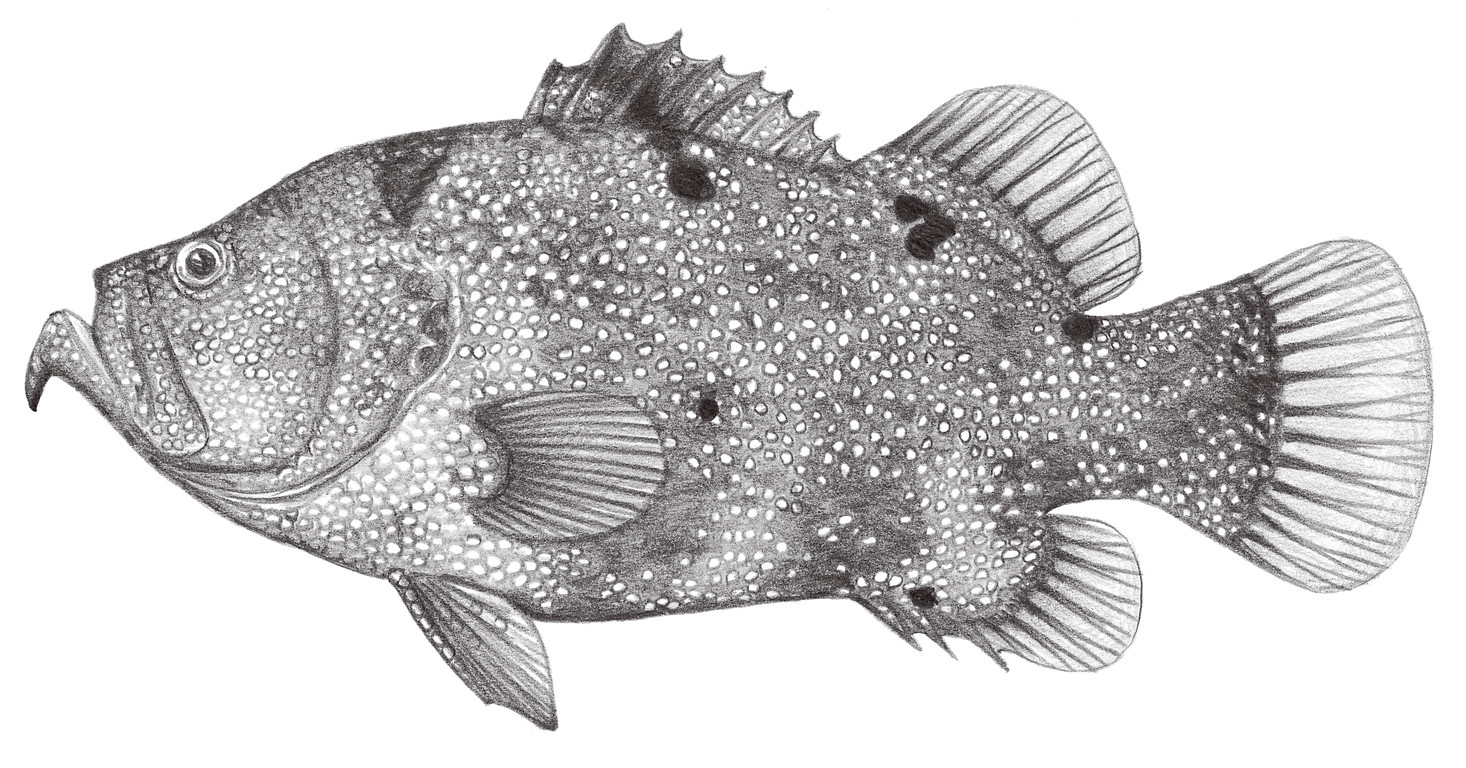 punctata :: OceanTag 學習網