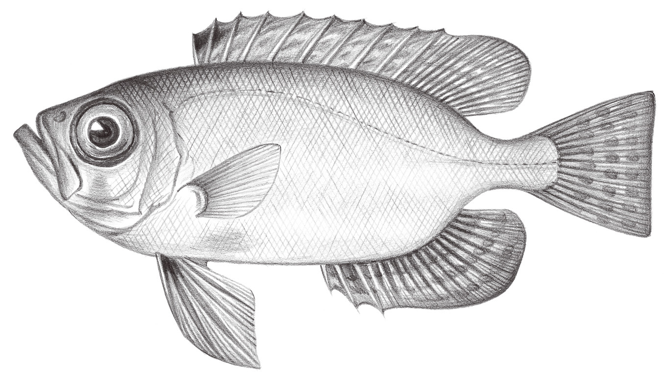 sagittarius :: OceanTag 學習網