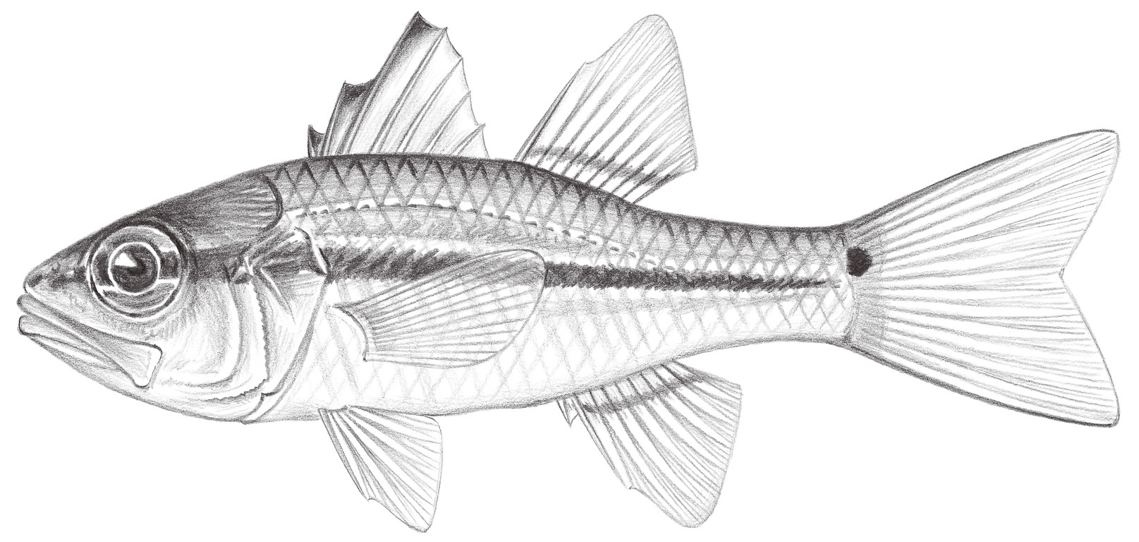 exostigma :: OceanTag 學習網