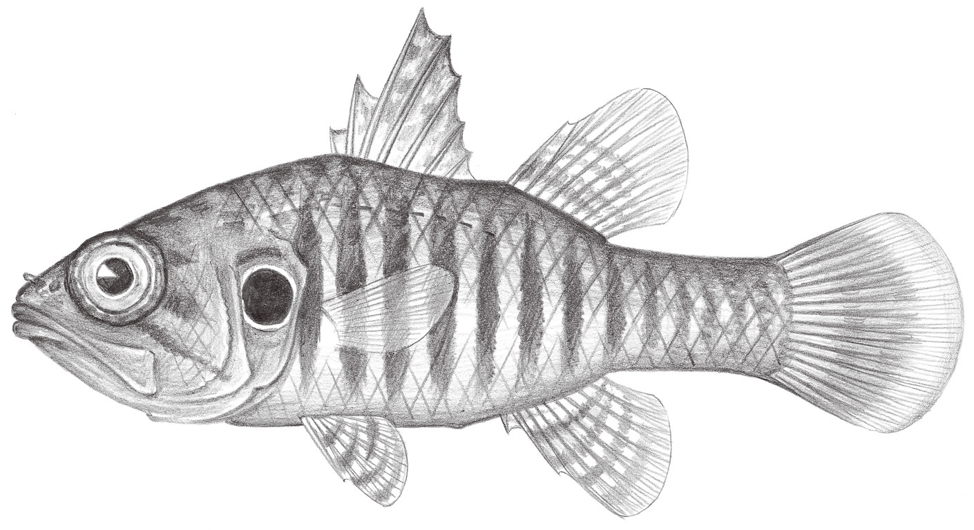 岸上氏髭鯛 :: OceanTag 學習網