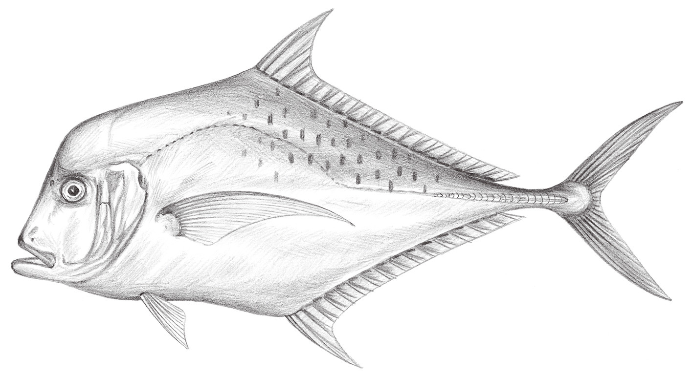 長吻眶鋸雀鯛 :: OceanTag 學習網
