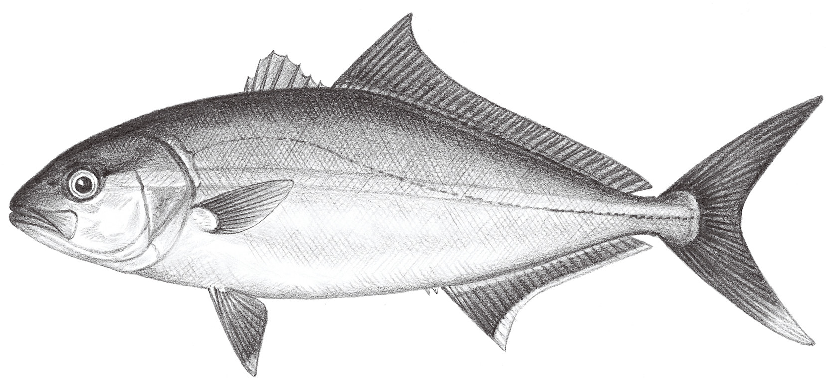 Risso :: OceanTag 學習網