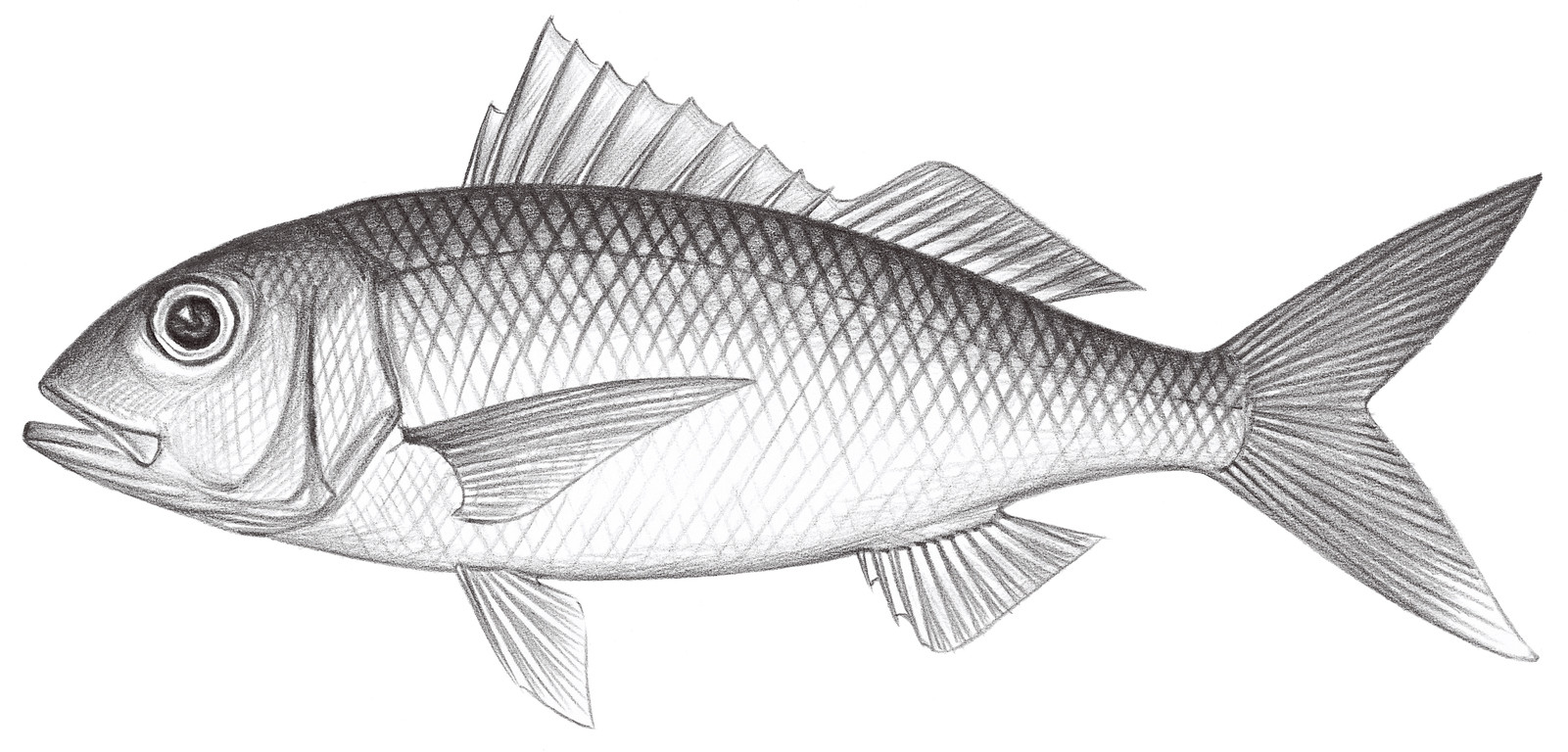 Etelis :: OceanTag 學習網