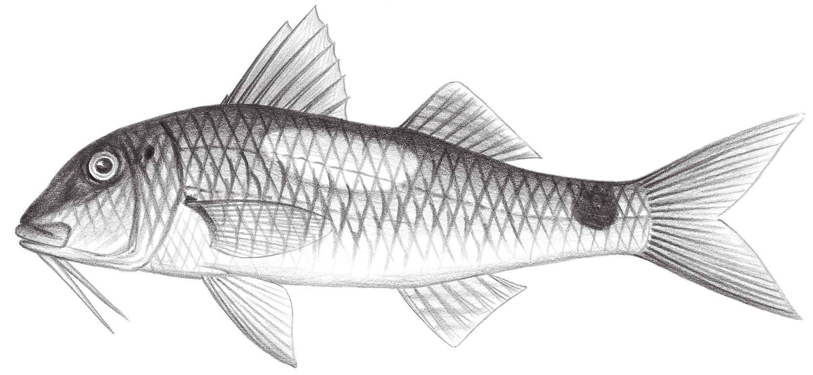 印度新脹蟹 :: OceanTag 學習網