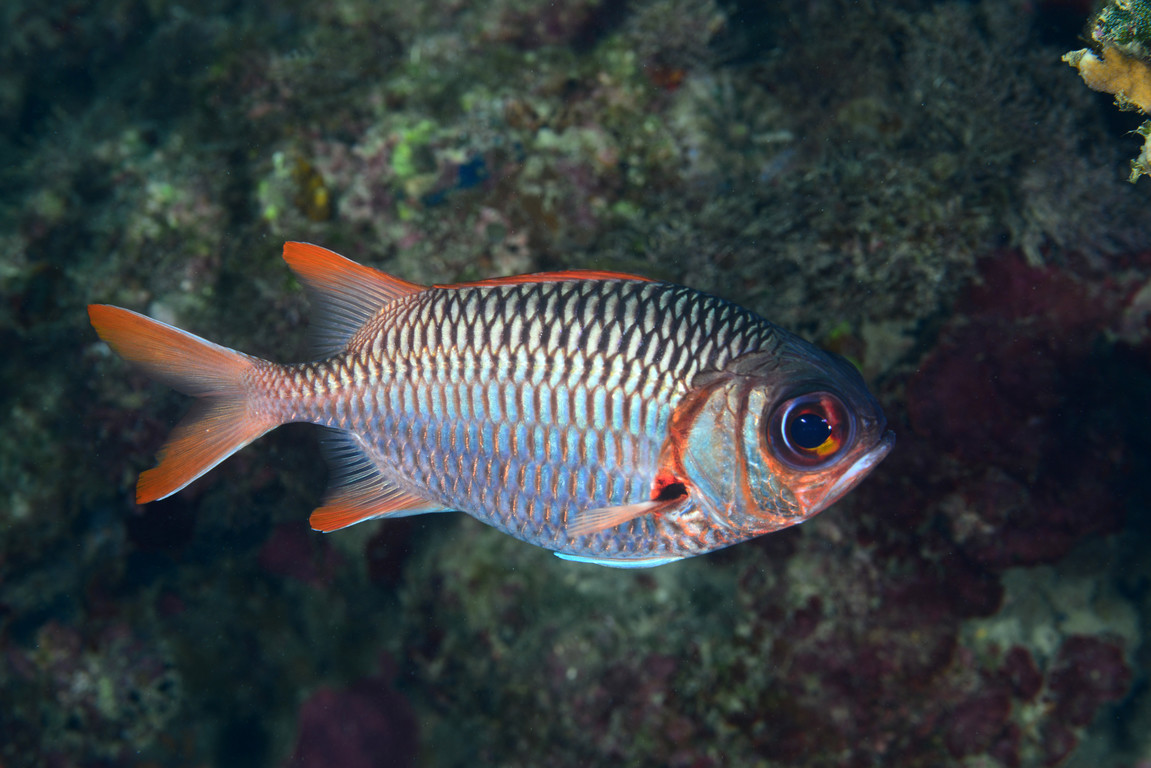 松藻 :: OceanTag 學習網