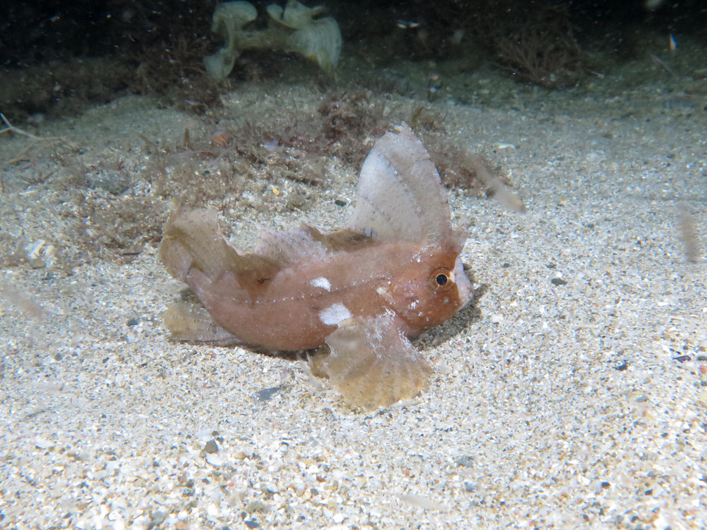 帆鰭魚 :: OceanTag 學習網