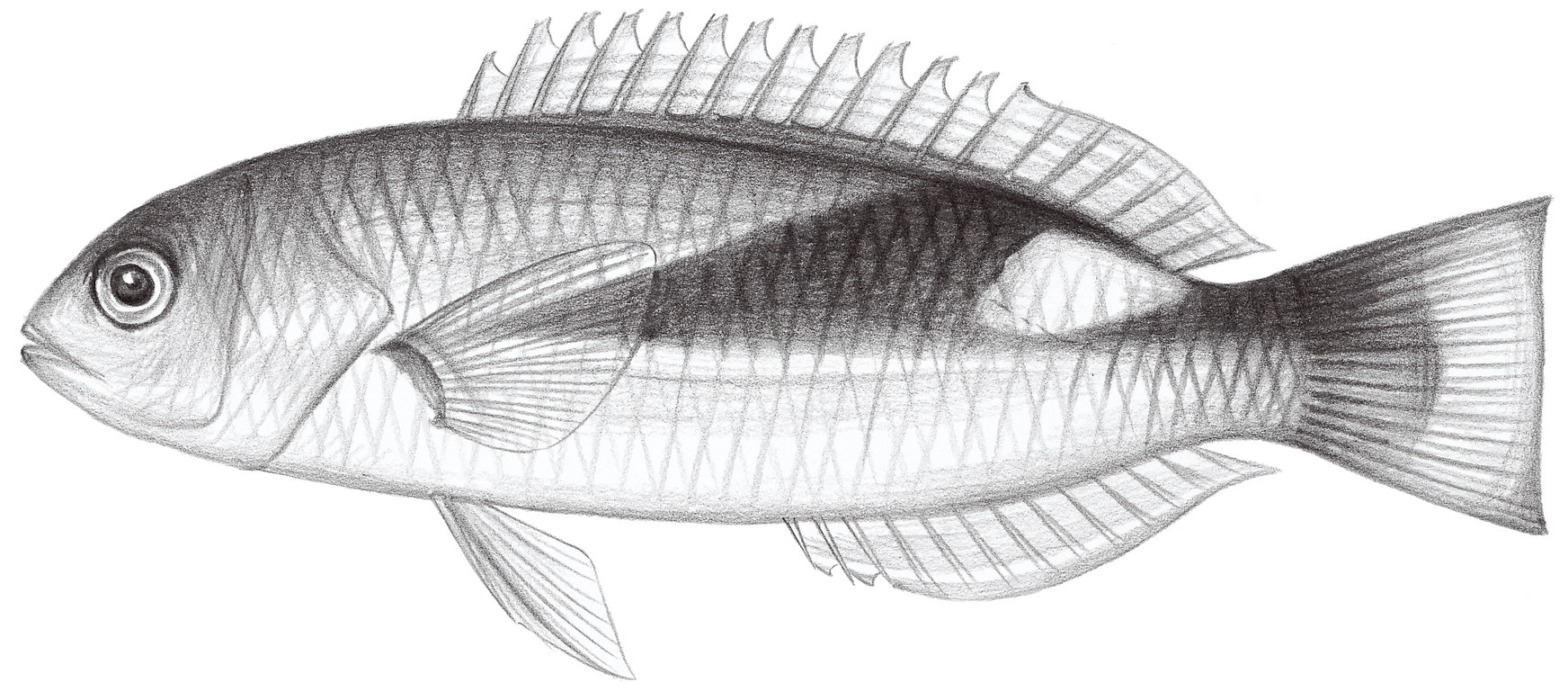 喬氏下鱵 :: OceanTag 學習網