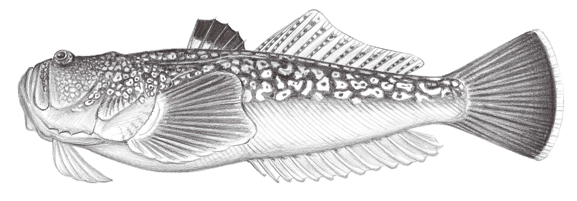 Uranoscopus :: OceanTag 學習網