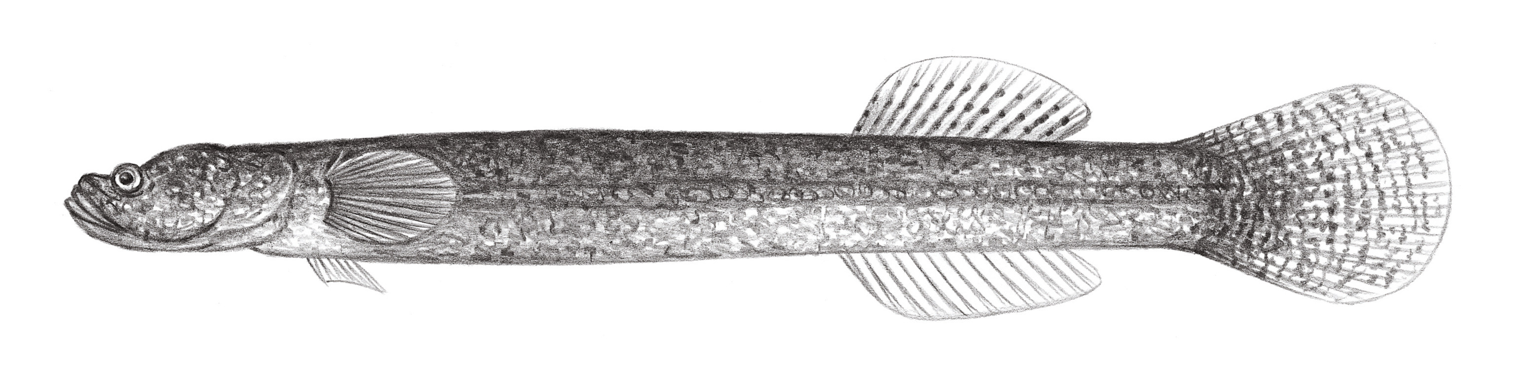 gill-opening :: OceanTag 學習網