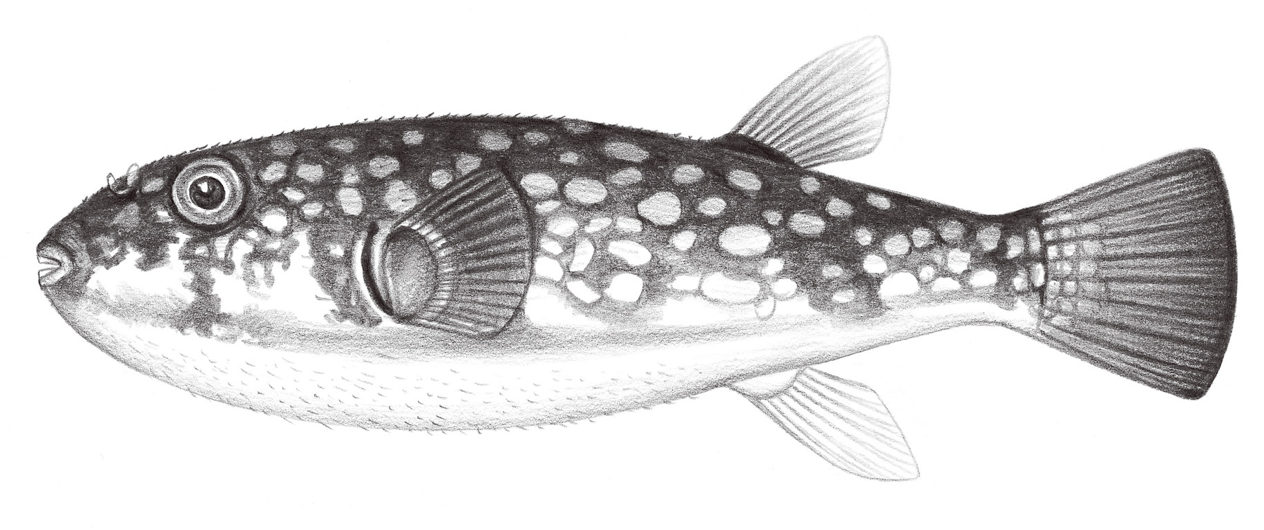 Chelonodon :: OceanTag 學習網