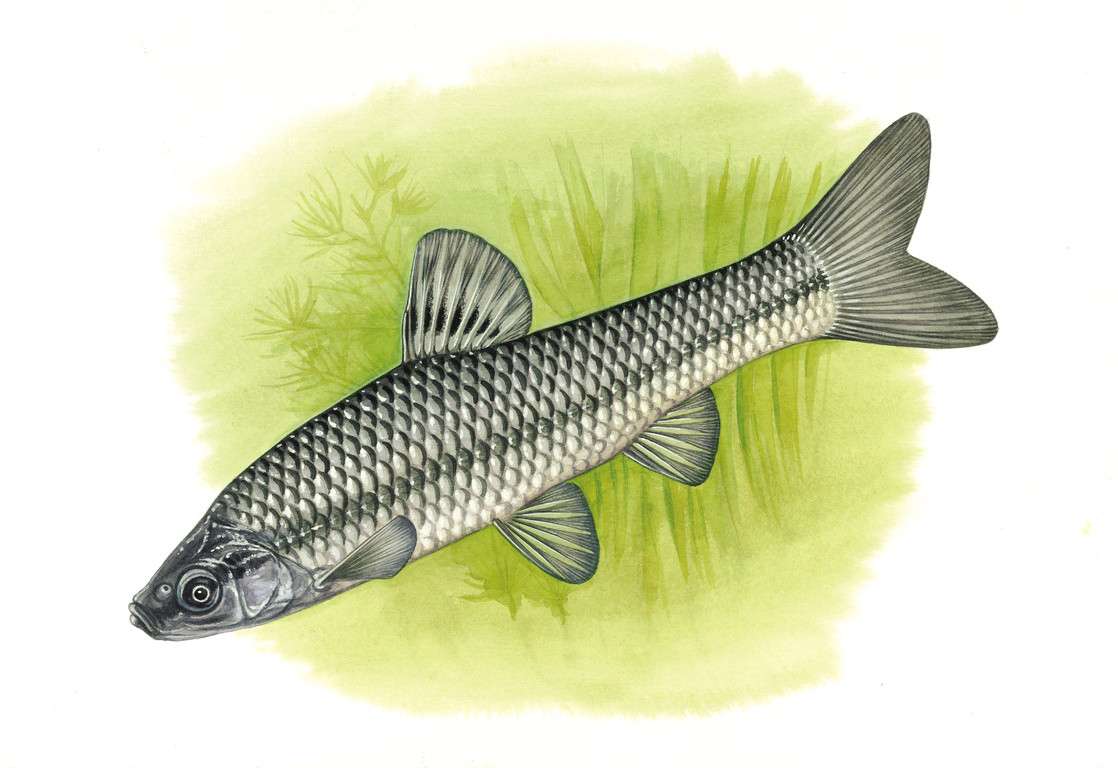 parva :: OceanTag 學習網