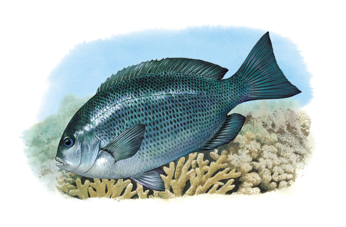 Girella :: OceanTag 學習網