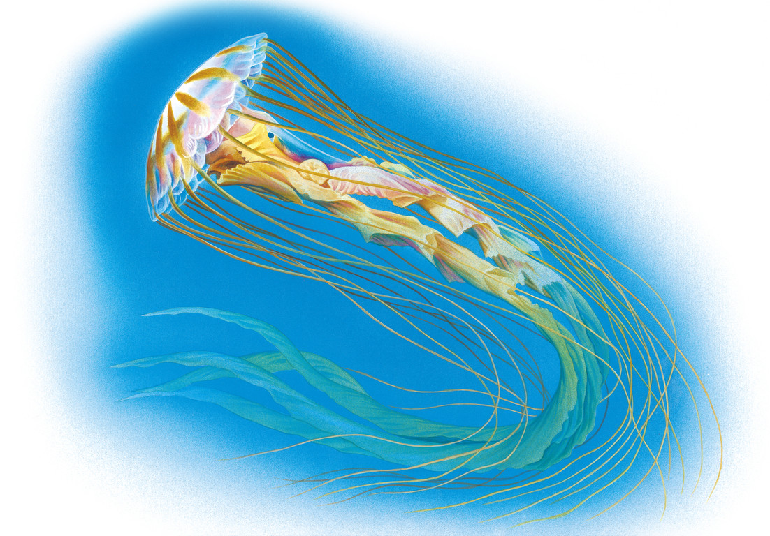 Chrysaora :: OceanTag 學習網
