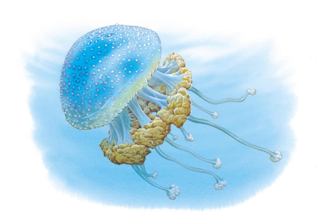 punctata :: OceanTag 學習網