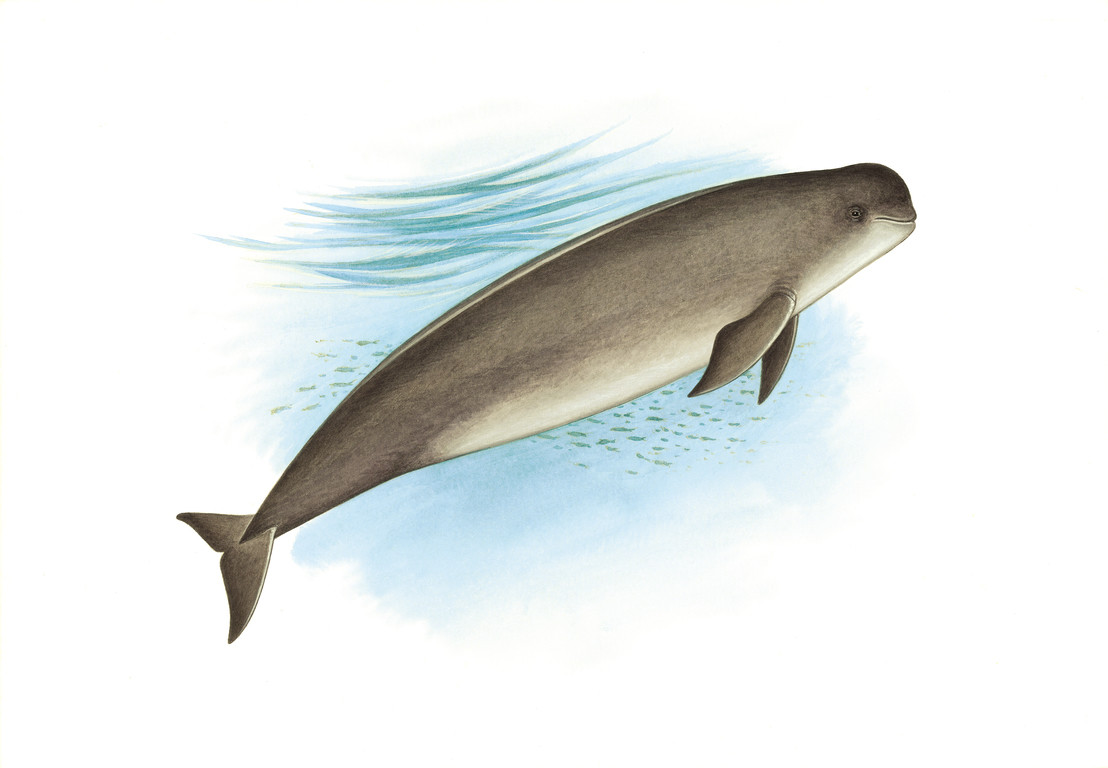 Neophocaena :: OceanTag 學習網